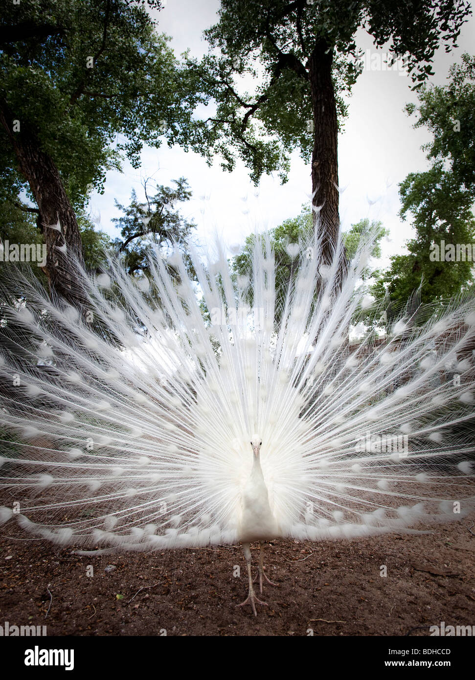 Albino peacock Banque de photographies et d’images à haute résolution ...