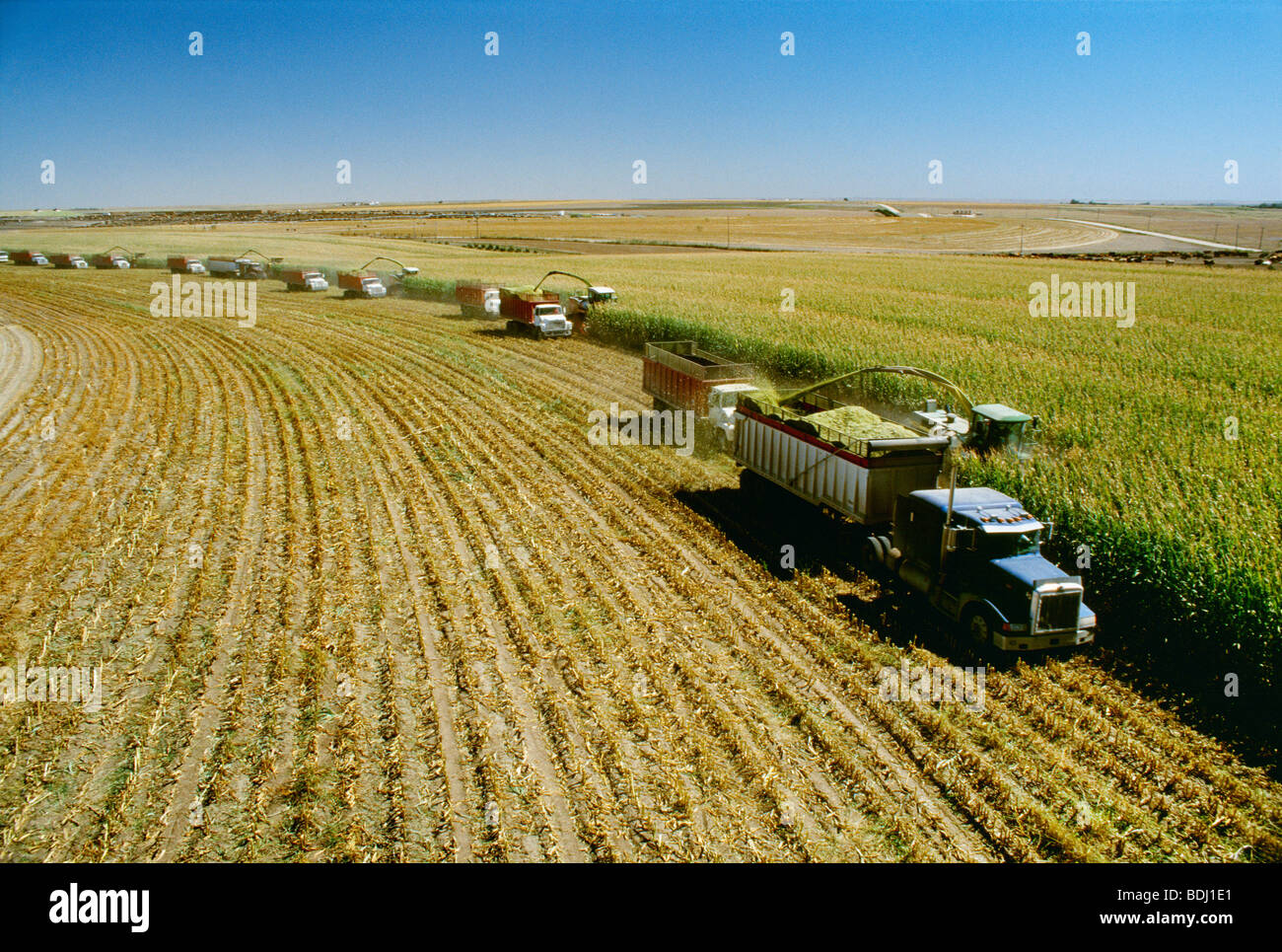 Vaste opération d'ensilage de nombreux hélicoptères et camions de la ...