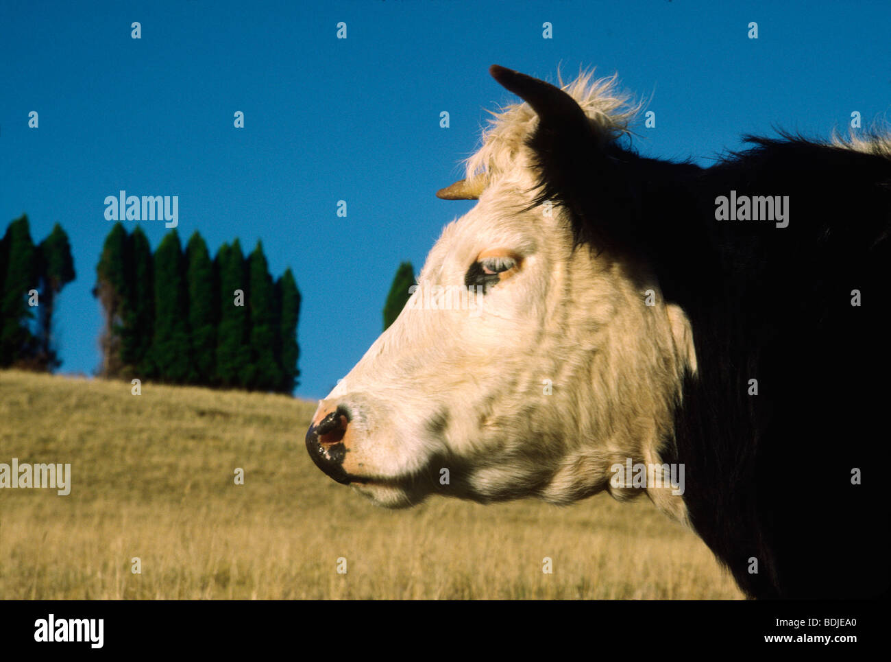 Les bovins de boucherie, la vache, le Portrait de profil Photo Stock ...