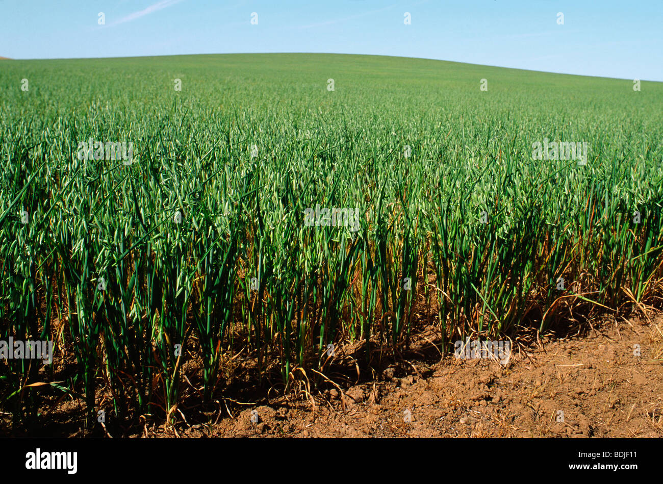 Plante En Germination Banque d'image et photos - Alamy