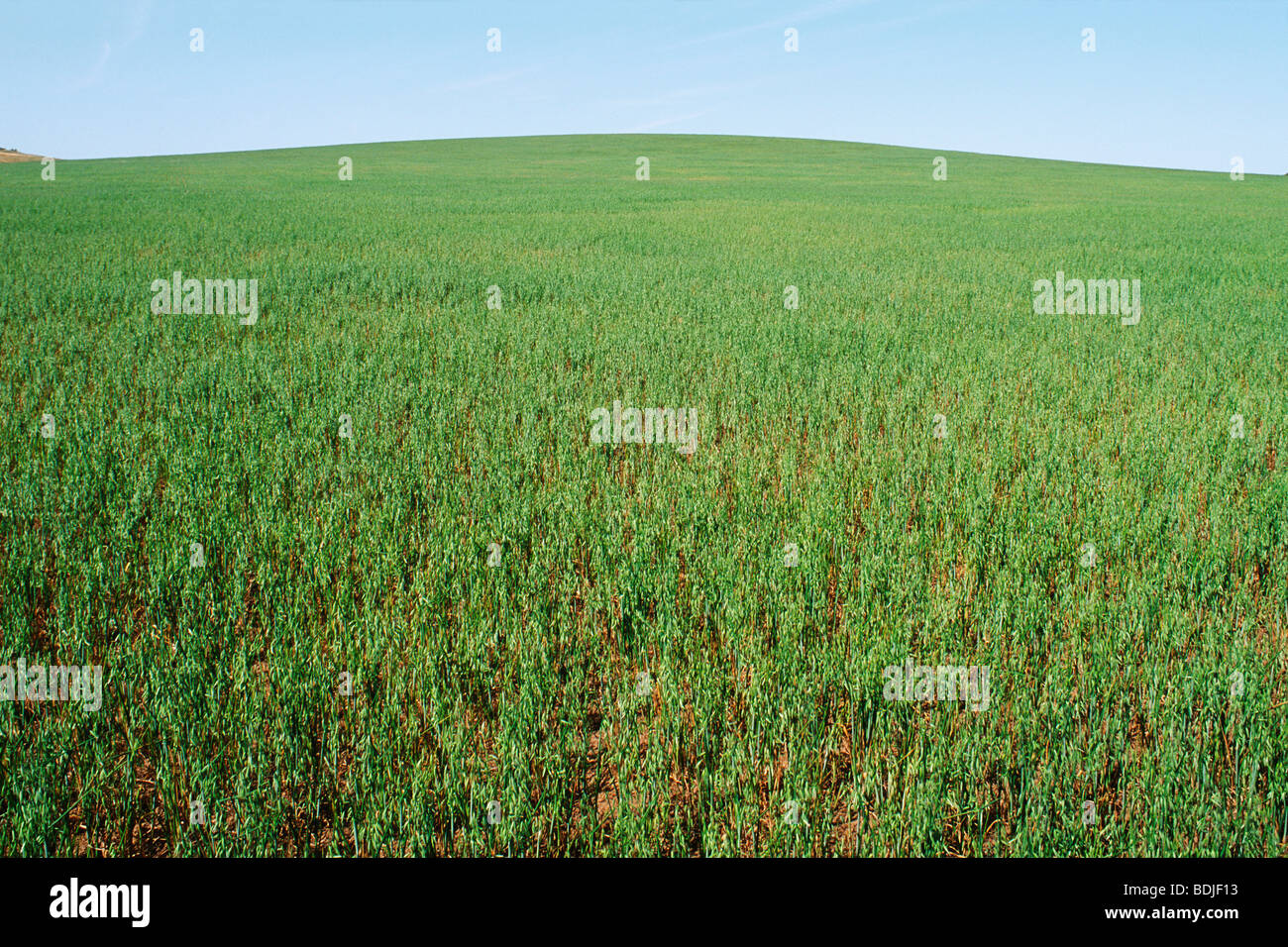 La récolte de l'avoine verte, de l'Australie Photo Stock - Alamy