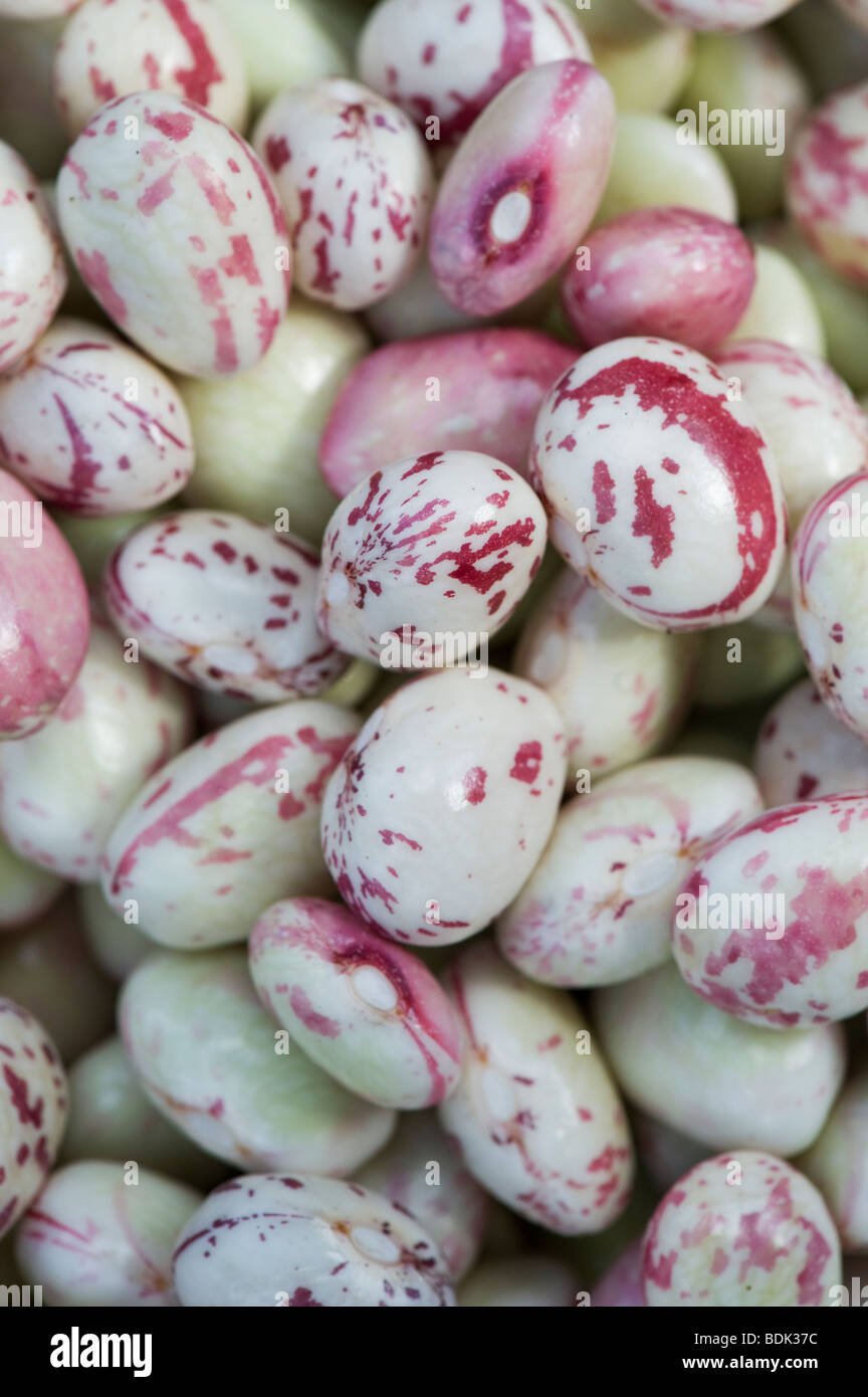 Haricots romano Banque de photographies et d’images à haute résolution ...