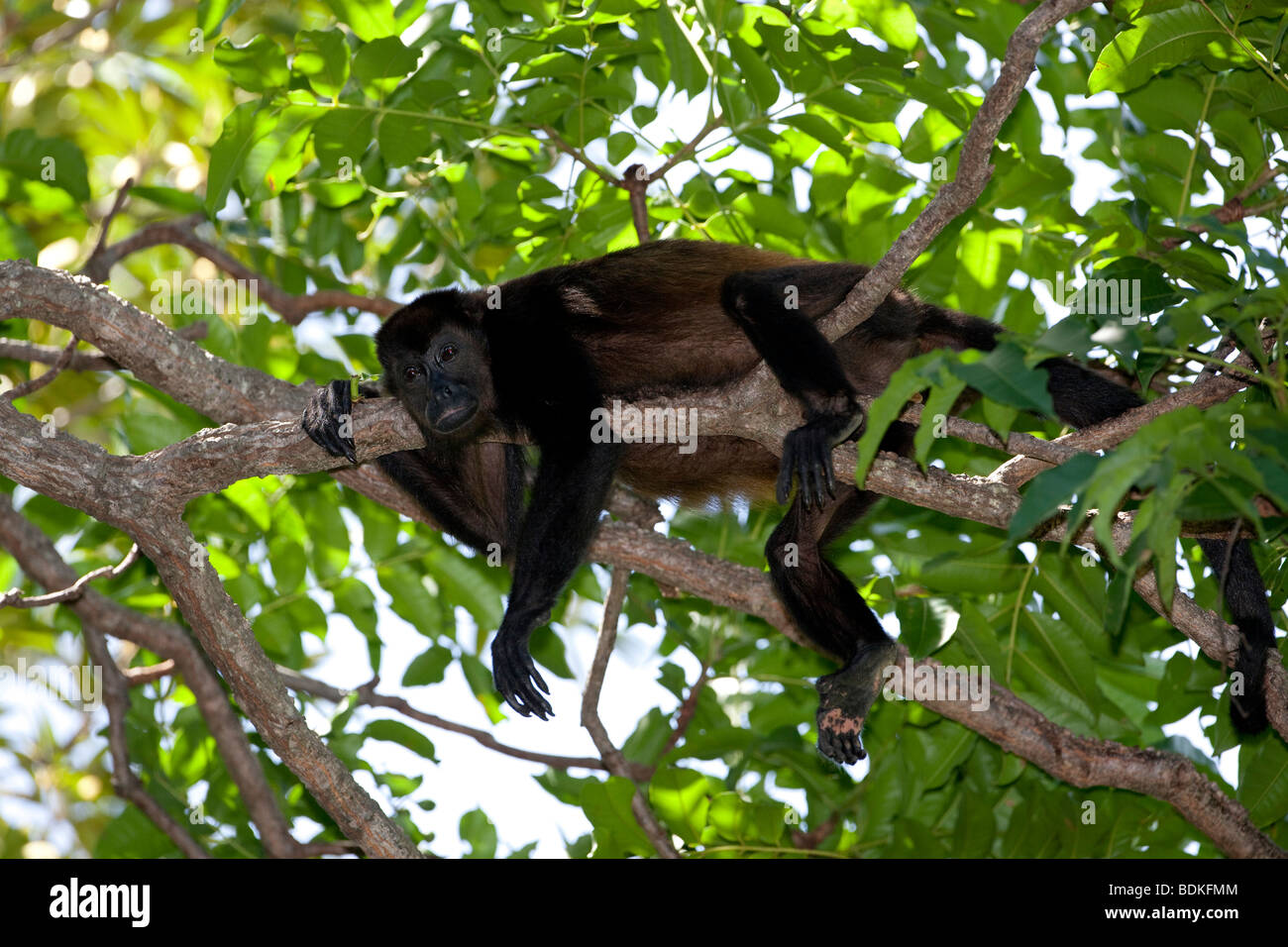 Singe Hurleur Au Costa Rica Banque d'image et photos - Alamy