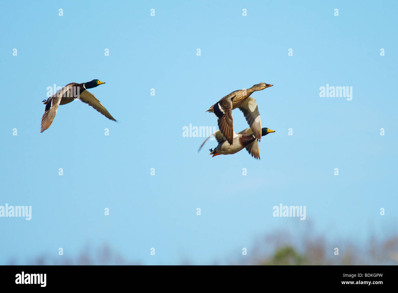 CLOSE-UP de Canards colverts EN VOL partiellement boisée CONTEXTE ...