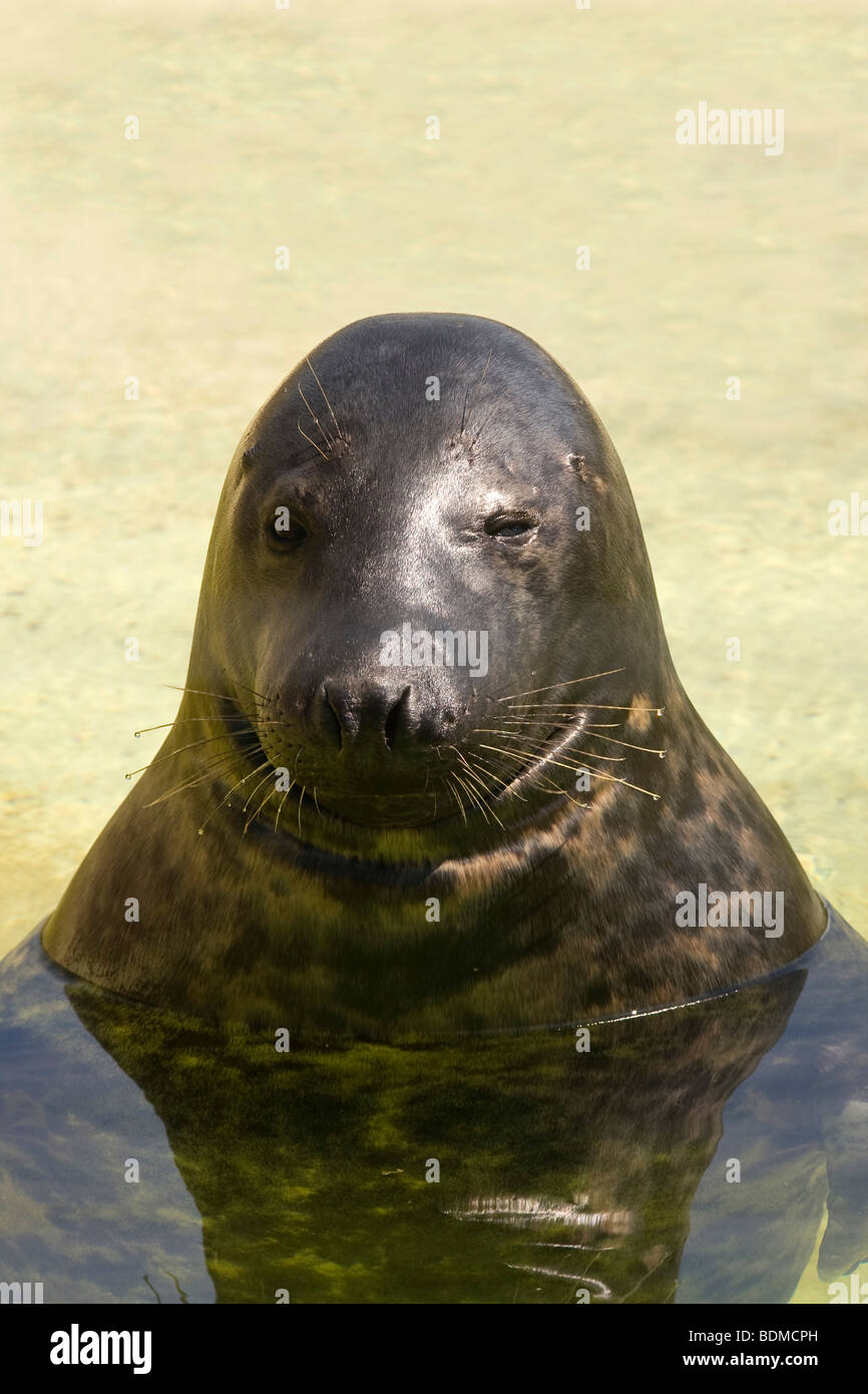 Photo de phoque gris Banque de photographies et d’images à haute ...
