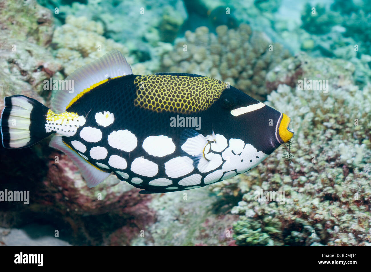 Baliste de clown balistoides conspicillum Banque de photographies et d ...