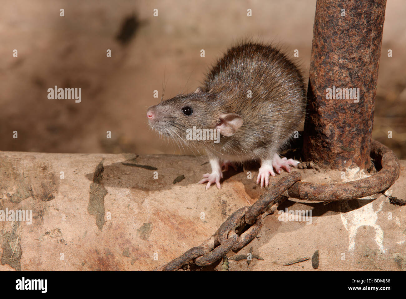 Rat brun Banque de photographies et d’images à haute résolution - Alamy