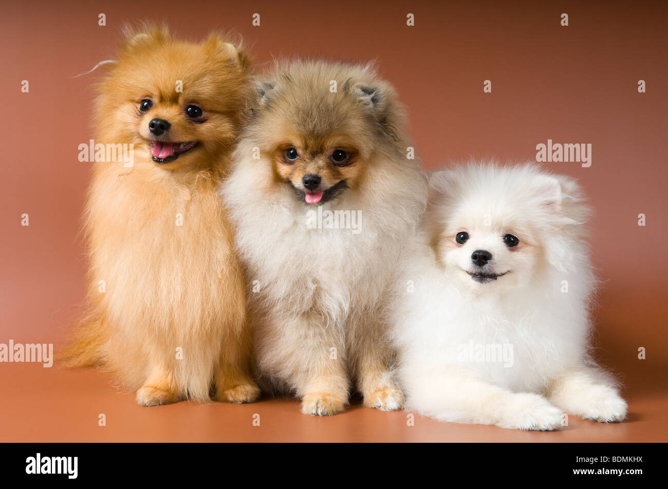 Chiens spitz Banque de photographies et d’images à haute résolution - Alamy