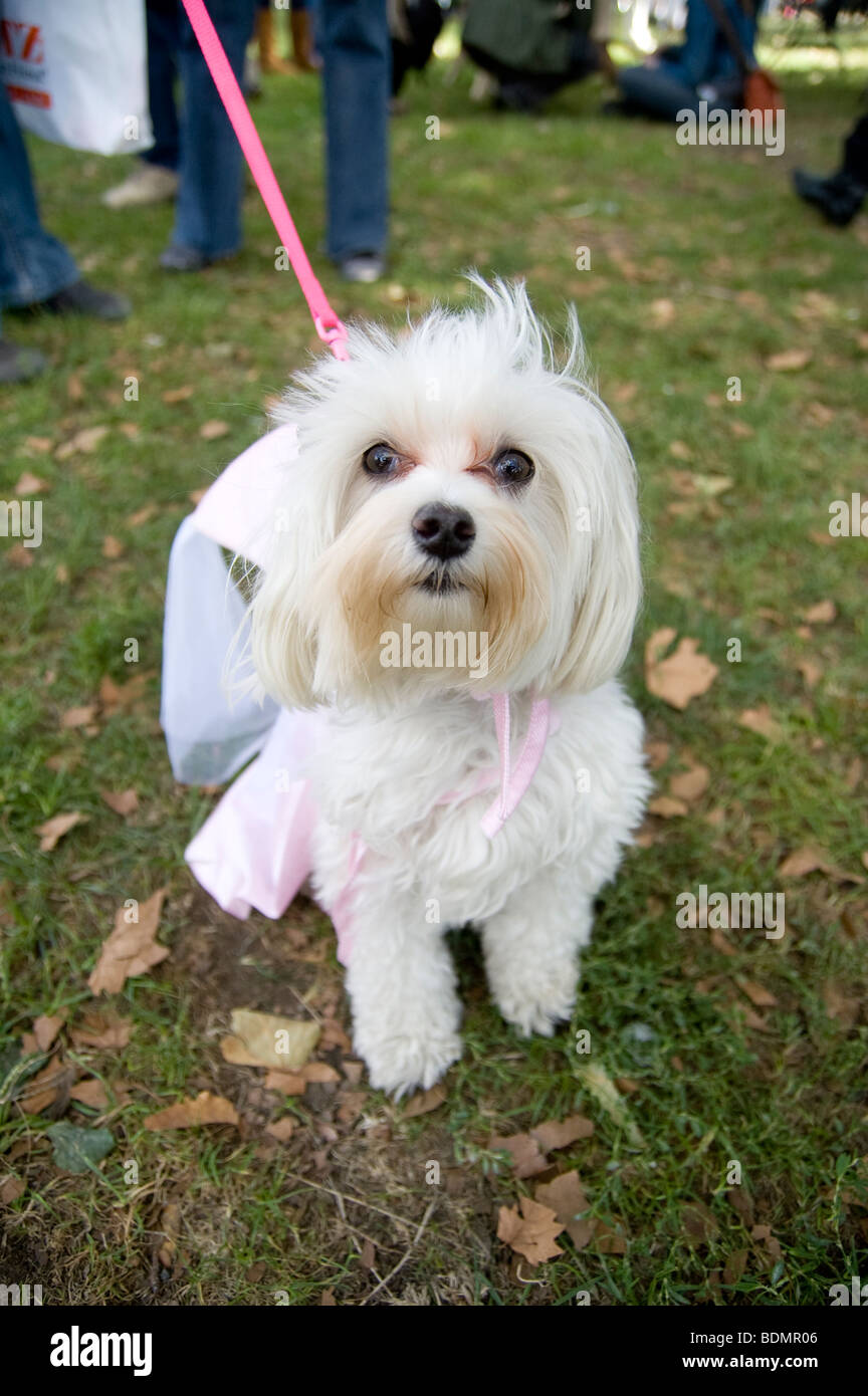 Un chien blanc habillé comme une princesse dans un parc sur une laisse ...