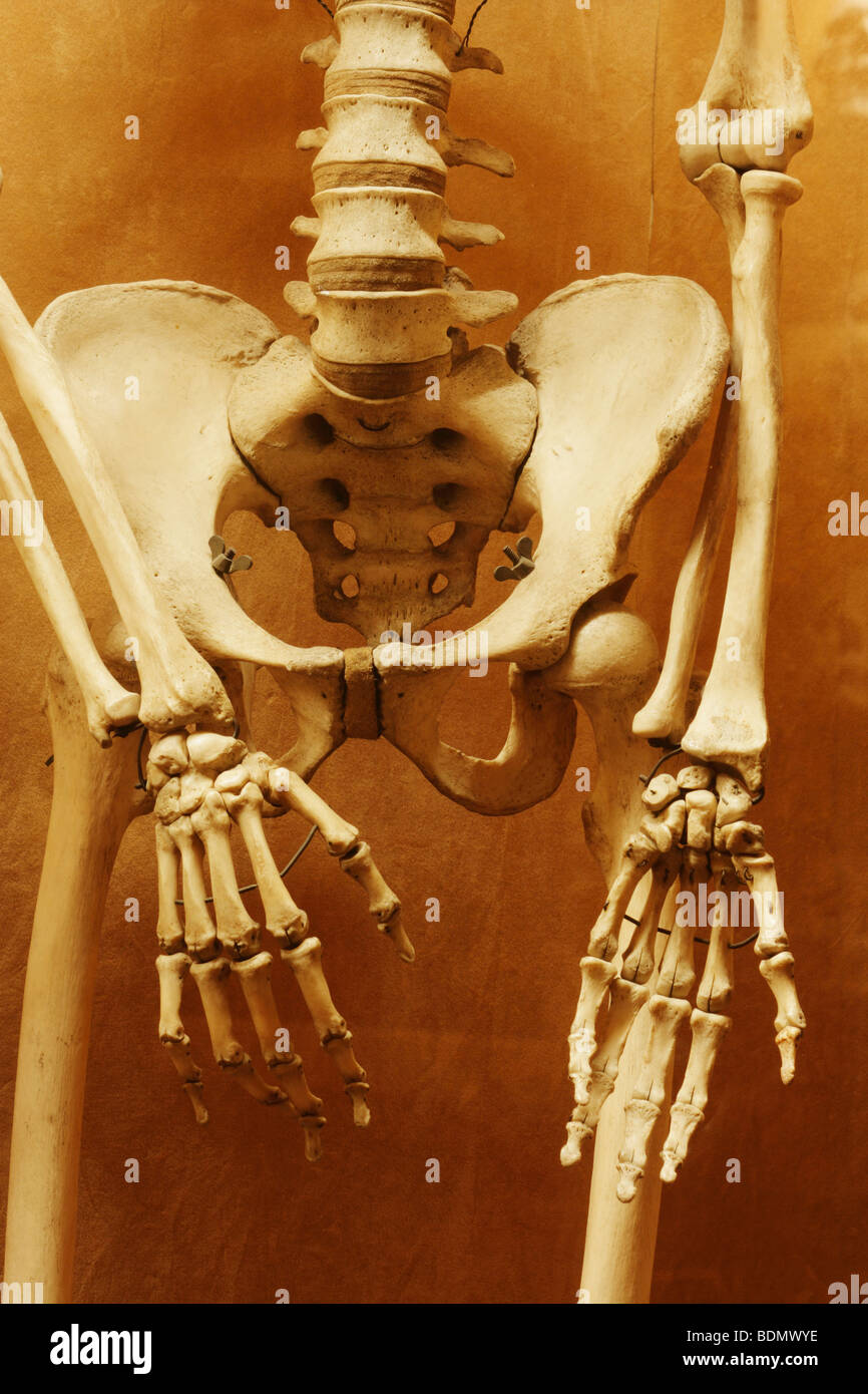 Squelette des mains Banque de photographies et d’images à haute ...