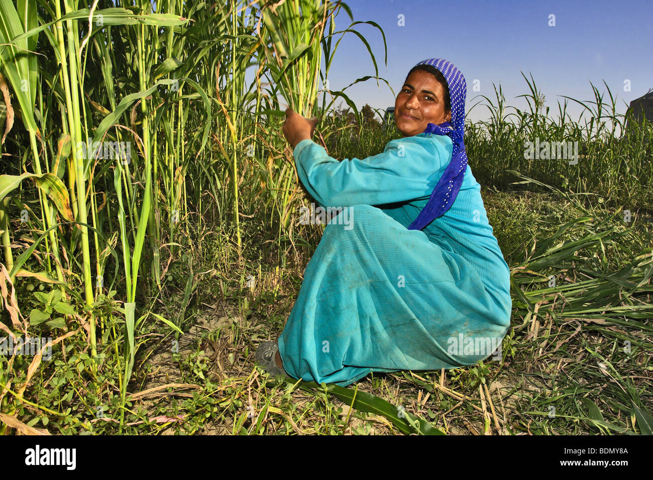 Femmes fellahs Banque de photographies et d’images à haute résolution ...