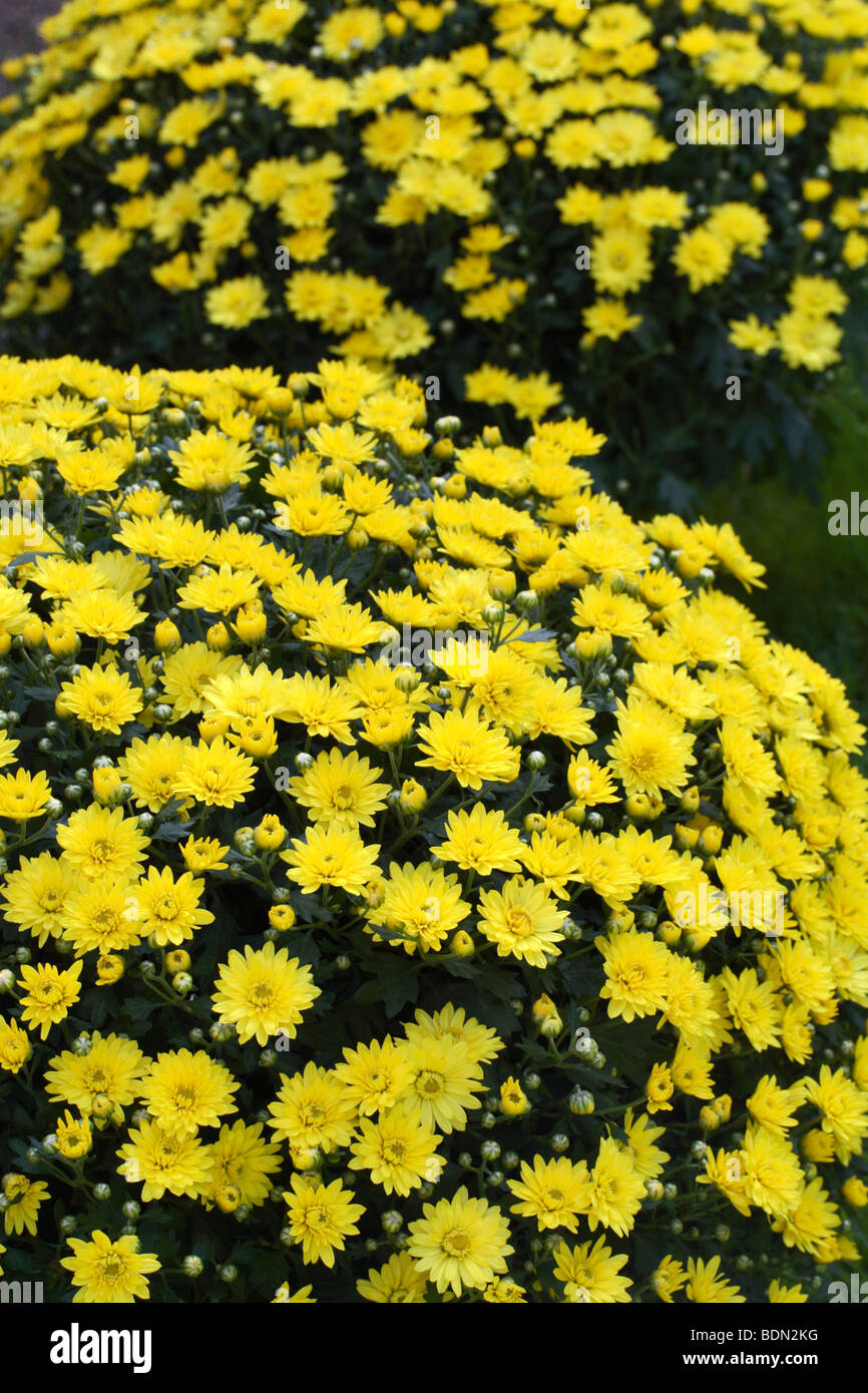 Fleur jaunes et rondes Banque de photographies et d’images à haute ...