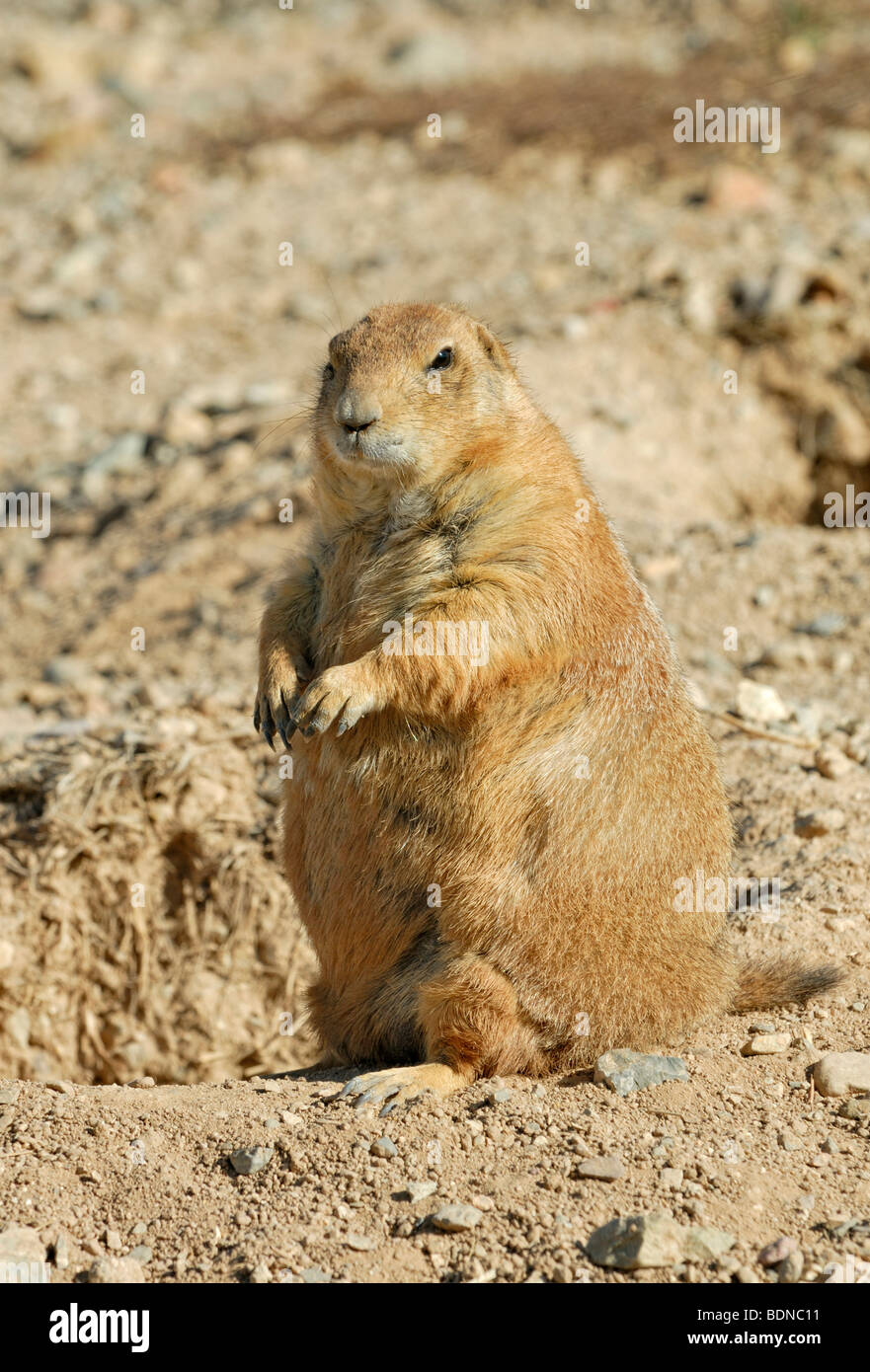 Chien de prairie (Cynomis ludovicianus), l'Arizona Sonora Desert Museum ...