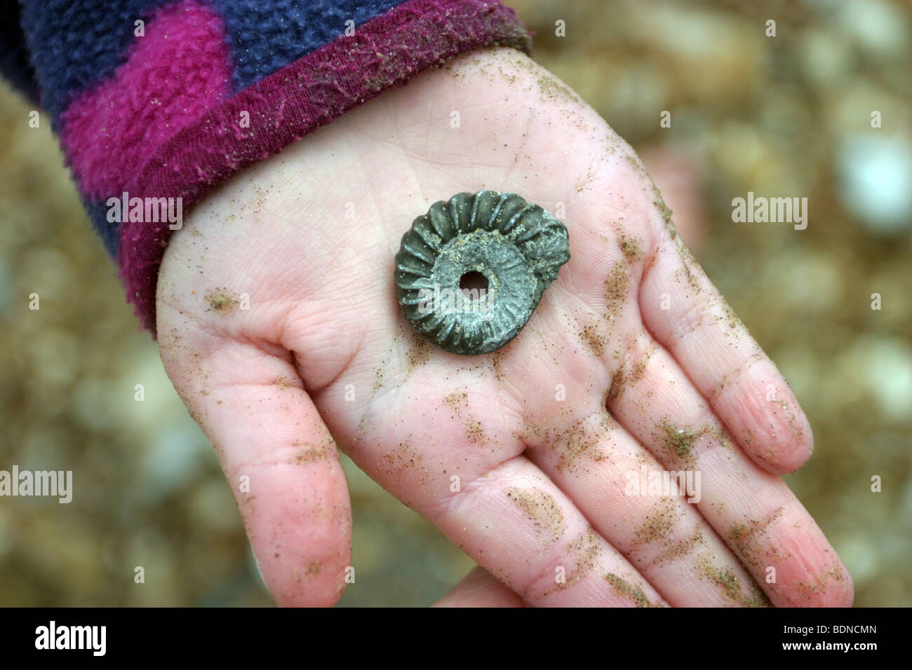 Chasse aux fossiles Banque de photographies et d’images à haute ...
