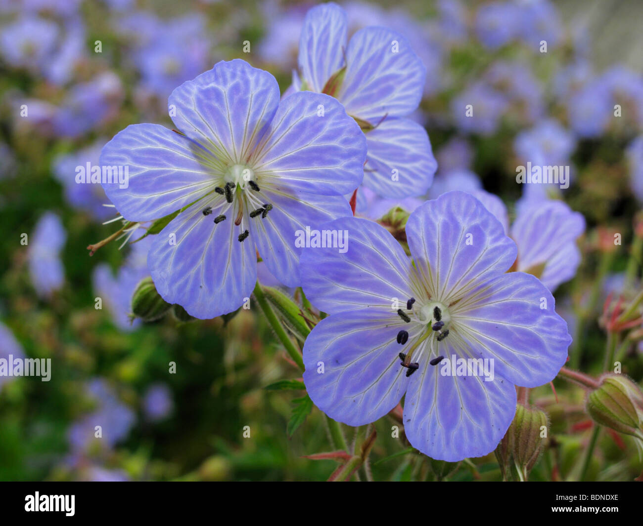 Geranium pratense 'mrs kendall clark' Banque d'image et photos - Alamy