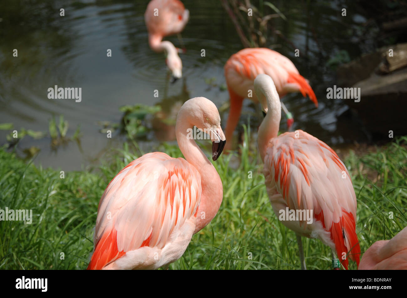 Flamants roses Banque de photographies et d’images à haute résolution ...