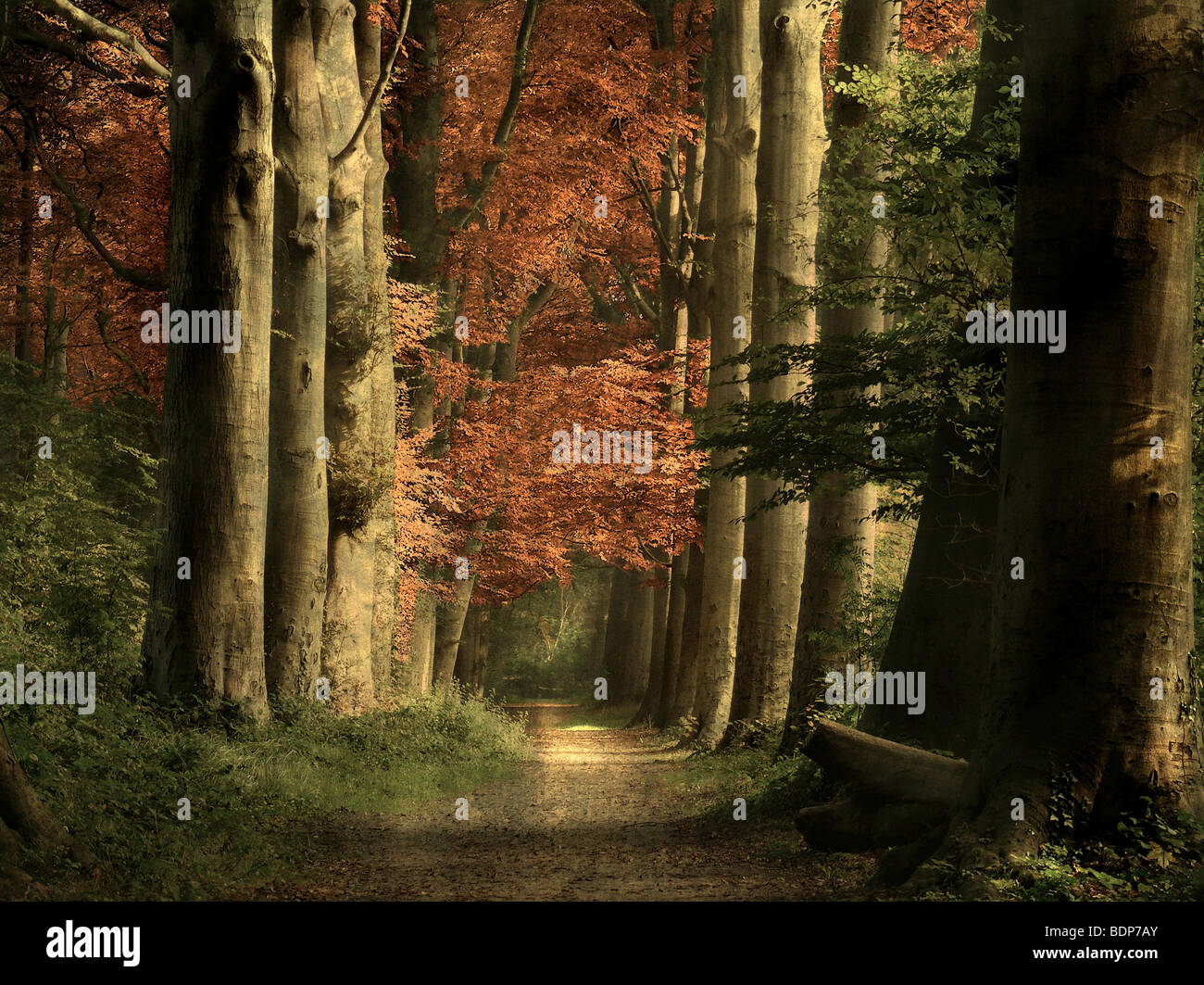 Une scène de la forêt magique Photo Stock - Alamy