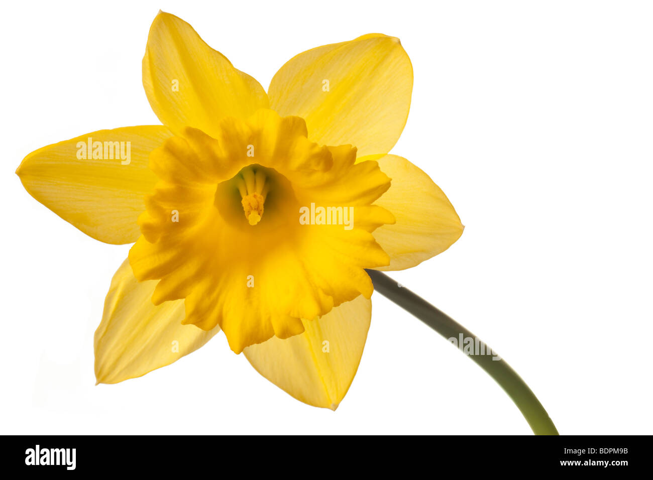 Fond jonquille Banque de photographies et d’images à haute résolution - Alamy