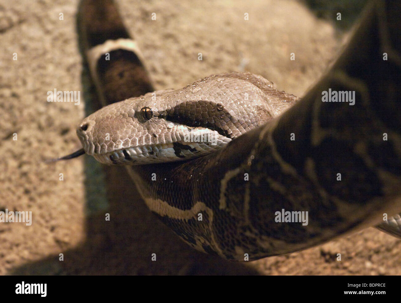 Boa constrictor constrictor Banque de photographies et d’images à haute ...