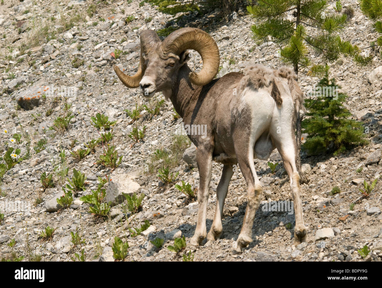 Mouton male Banque de photographies et d’images à haute résolution - Alamy