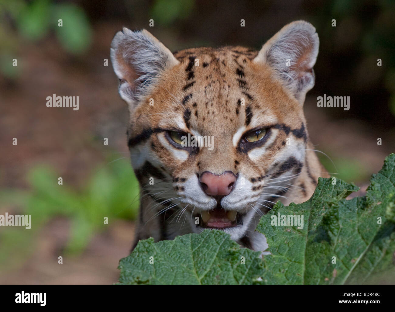 Ocelot head Banque de photographies et d’images à haute résolution - Alamy
