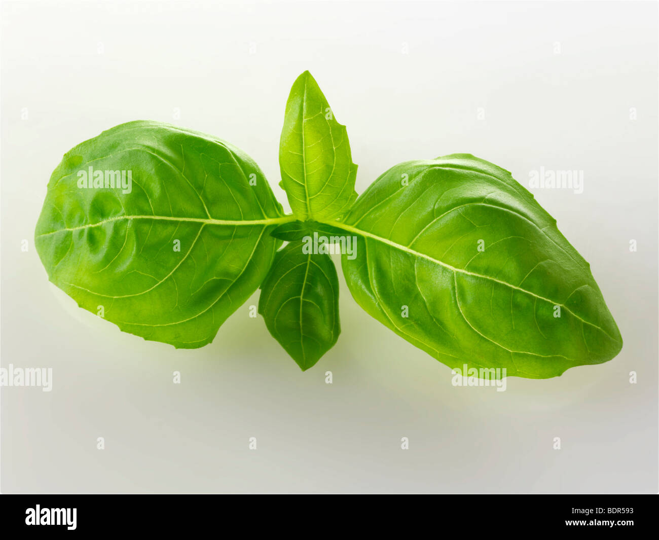 Feuilles de basilic frais Banque de photographies et d’images à haute ...