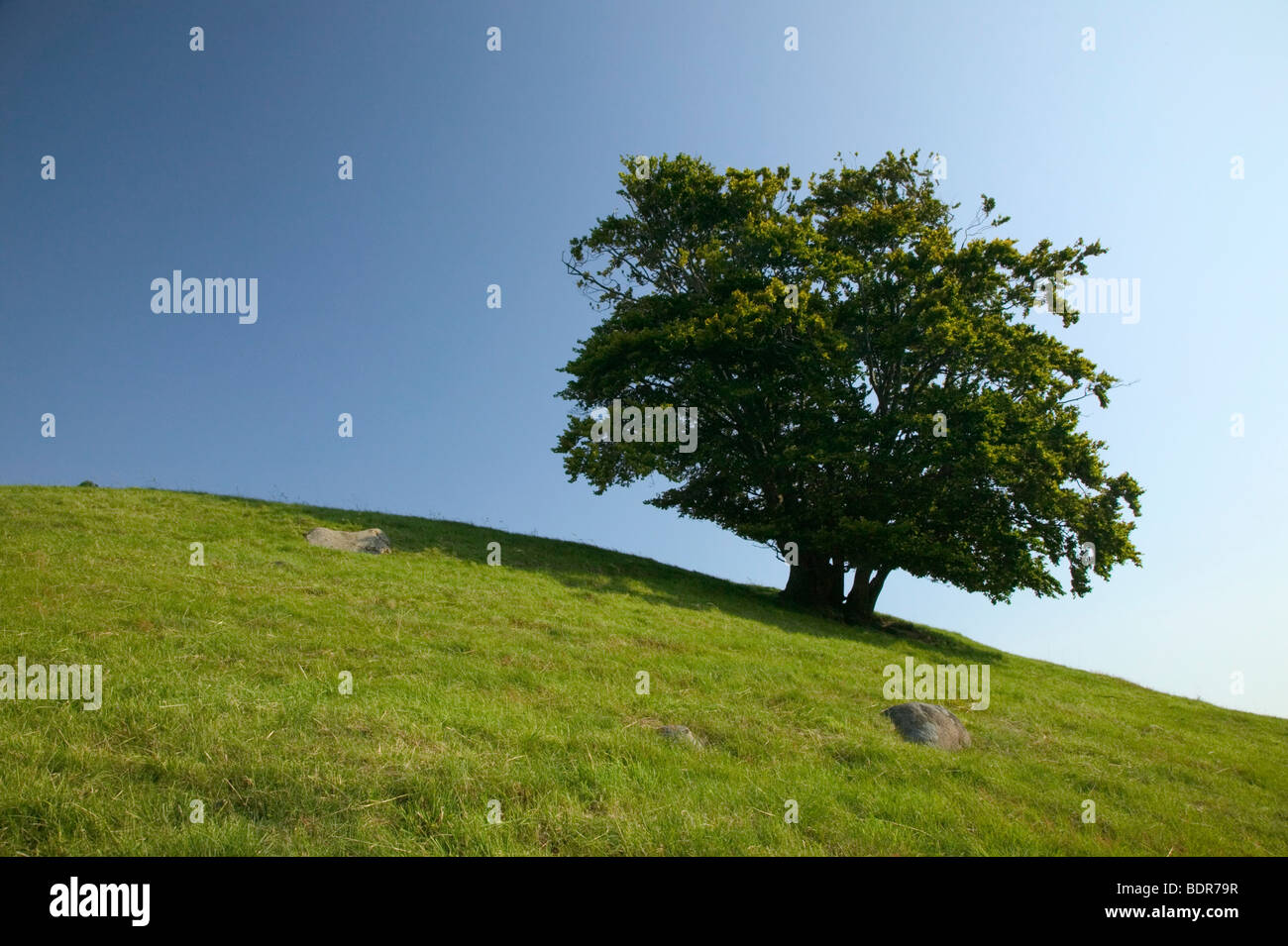 Arbres sur une colline verdoyante Banque de photographies et d’images à ...
