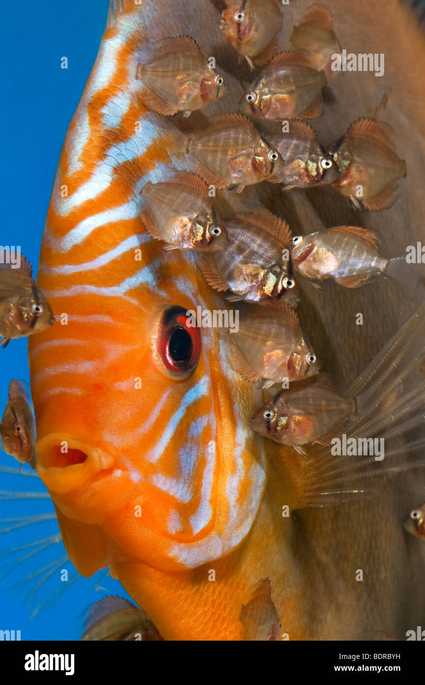 Discus fish babies Banque de photographies et d’images à haute ...