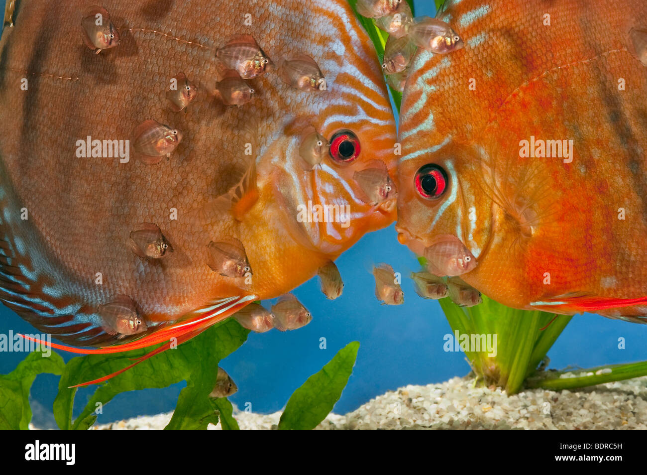 Discus fish babies Banque de photographies et d’images à haute ...