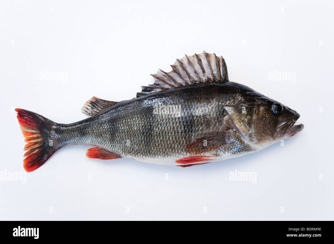 Grosse perche Banque de photographies et d’images à haute résolution ...