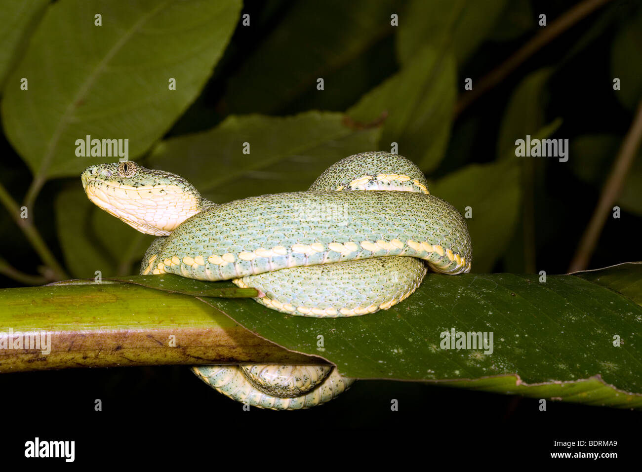 Amazon rainforest viper Banque de photographies et d’images à haute ...