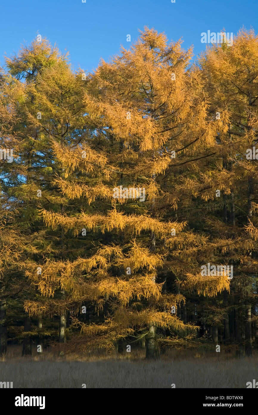 Europaeische Laerche - (Laerche) / European Larch - mélèze (Larix ...