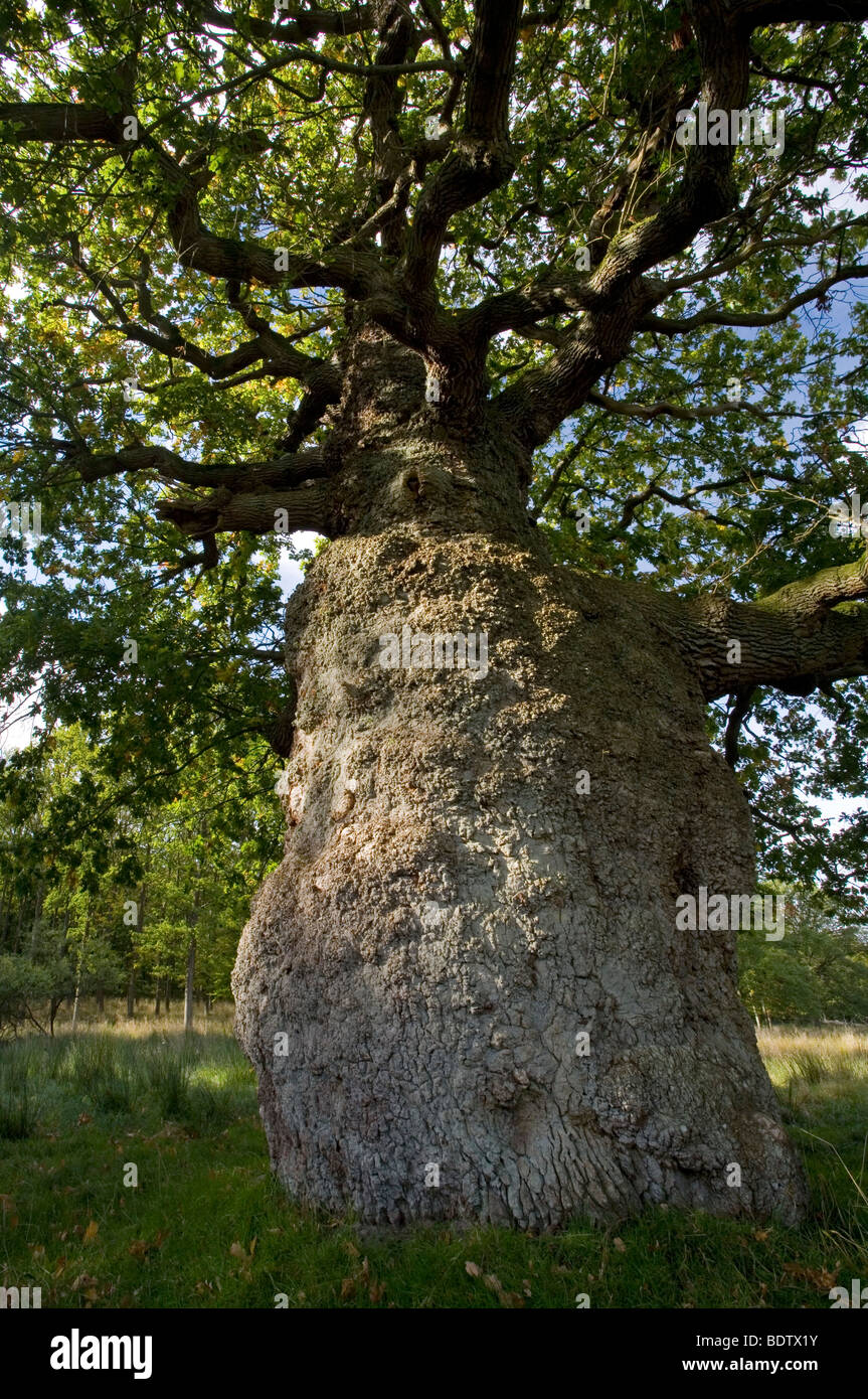 (Sommereiche Stieleiche -) / / chêne pédonculé Quercus robur - (Quercus ...