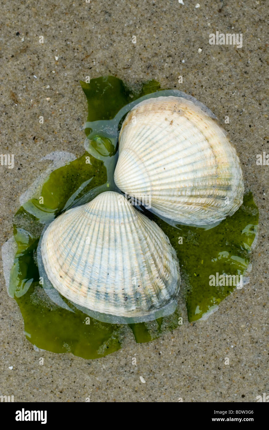 Coquilles de coques sur une plage Banque de photographies et d’images à ...