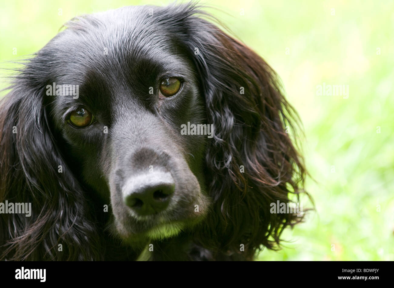 Working cocker spaniel Banque de photographies et d’images à haute ...
