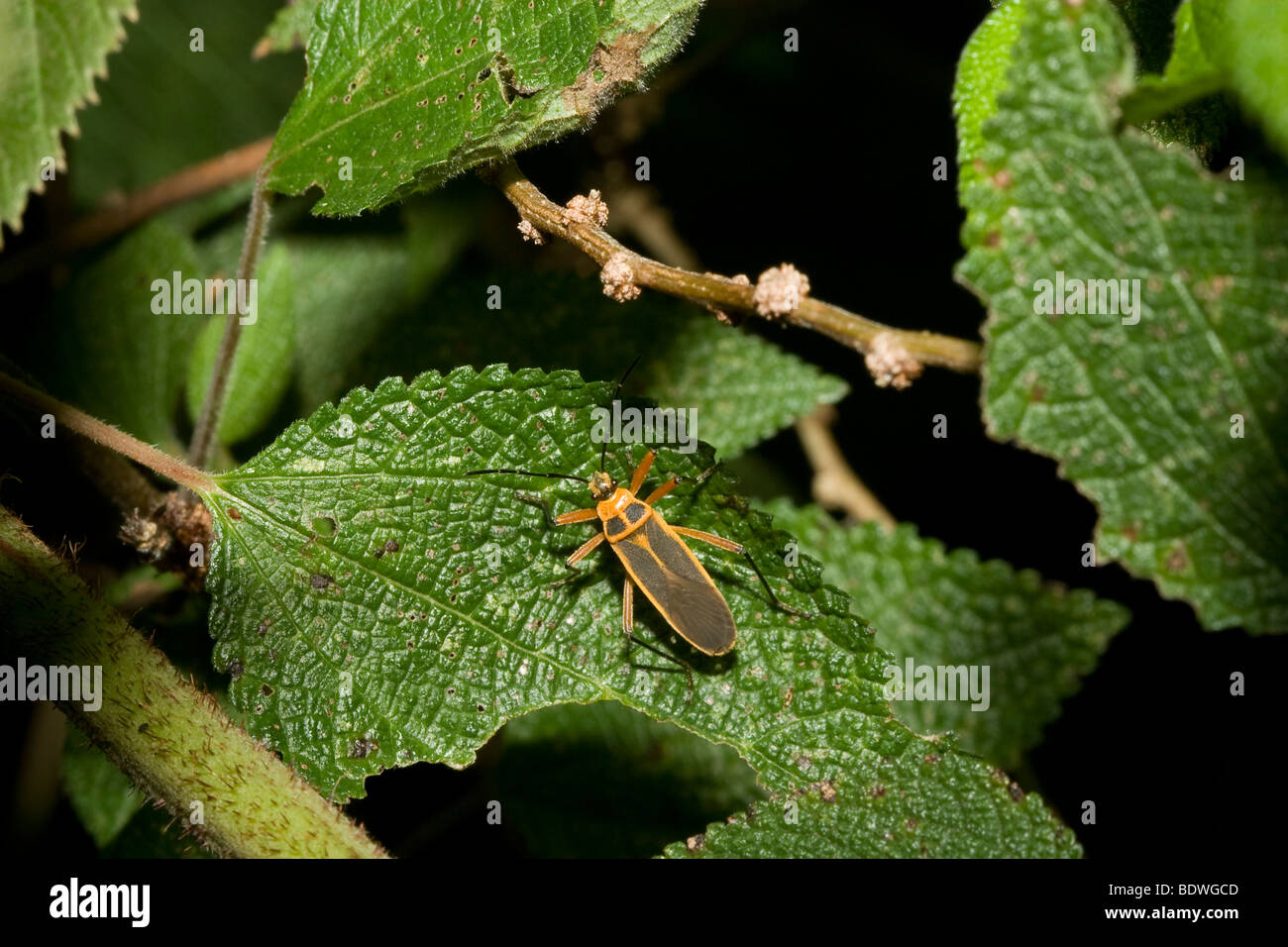 Costa rica hemiptera heteroptera Banque de photographies et d’images à ...