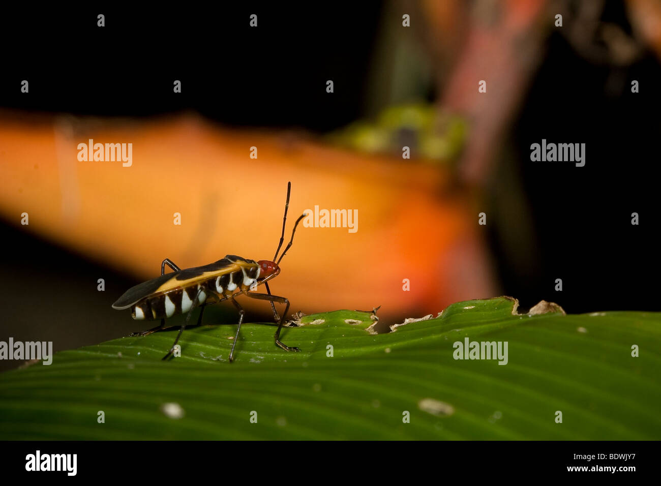 Costa rica hemiptera heteroptera Banque de photographies et d’images à ...