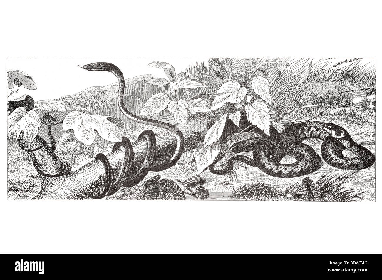 Tropidonotus natrix Banque de photographies et d’images à haute ...