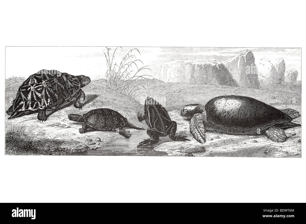 Dessin tortue de terre noir et blanc Banque de photographies et d ...