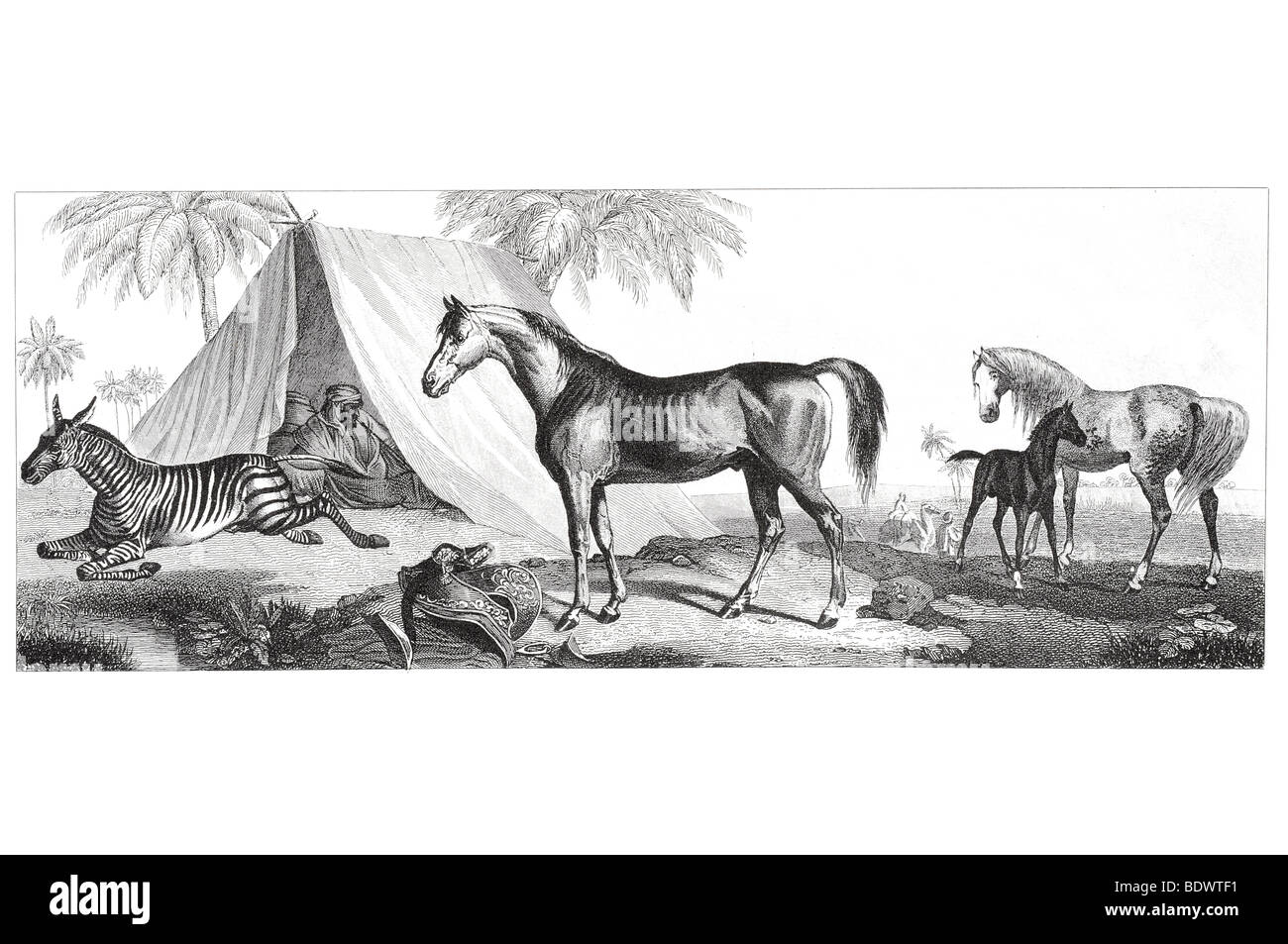 étalon blanc Banque d'images détourées - Alamy