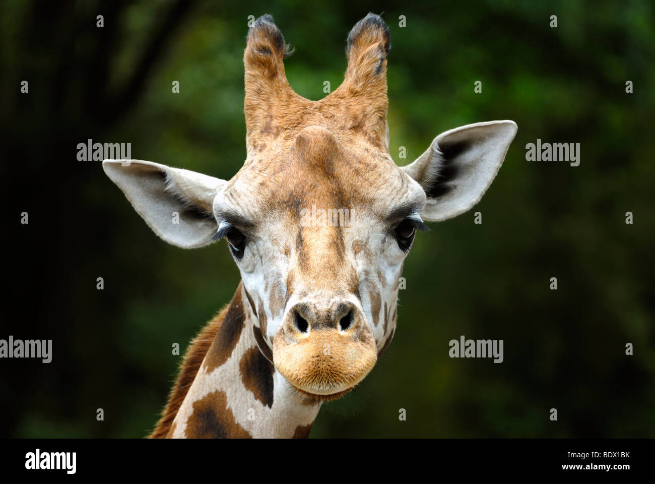 Tête girafe de face Banque de photographies et d’images à haute ...