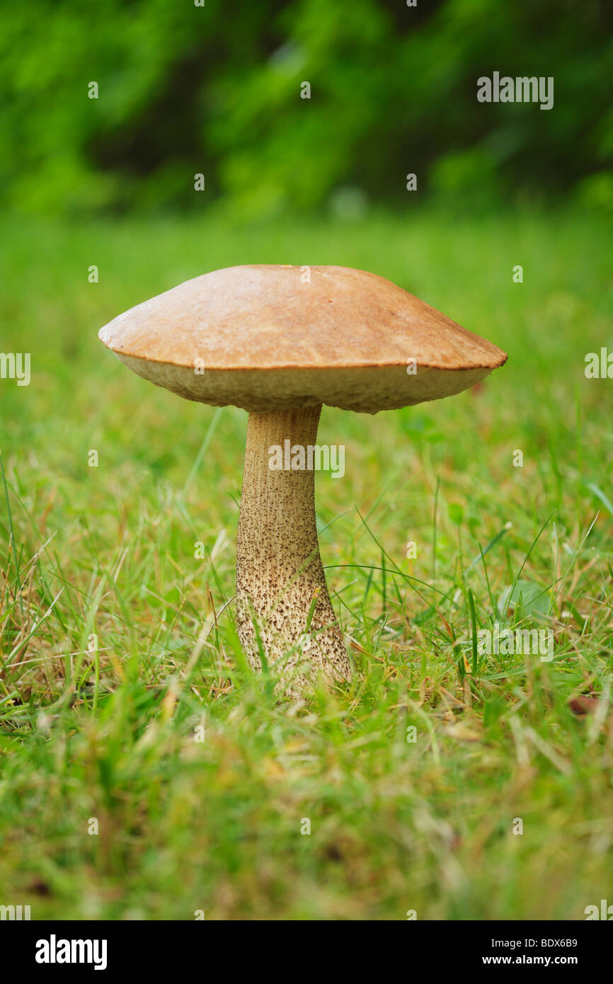 Bolet amer Banque de photographies et d’images à haute résolution - Alamy