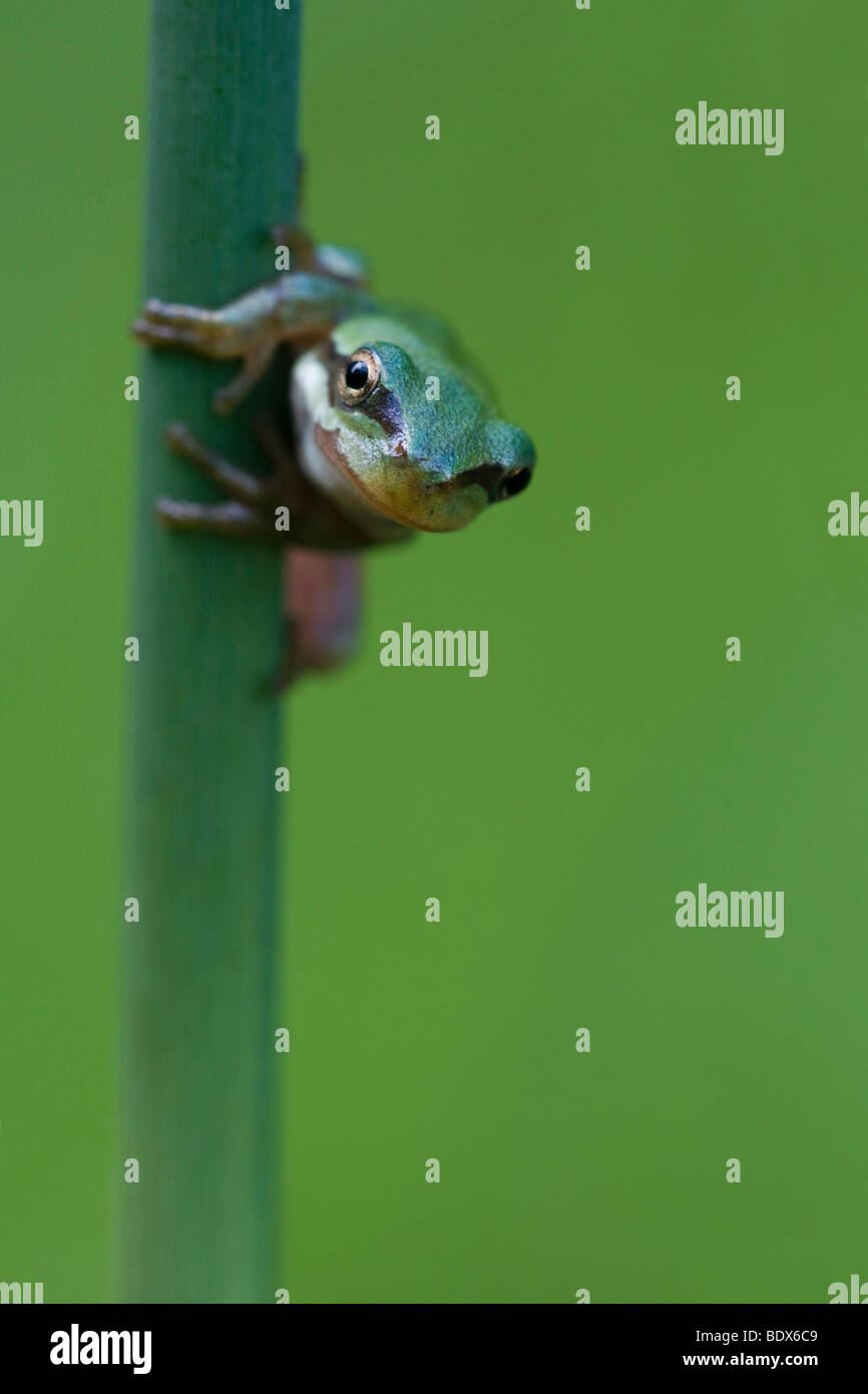 Grenouilles des roseaux Banque de photographies et d’images à haute ...