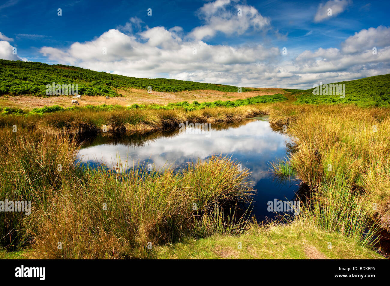 Dundale pond Banque de photographies et d’images à haute résolution - Alamy