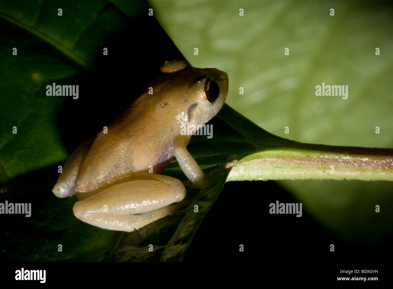Grenouille sous la pluie Banque de photographies et d’images à haute ...
