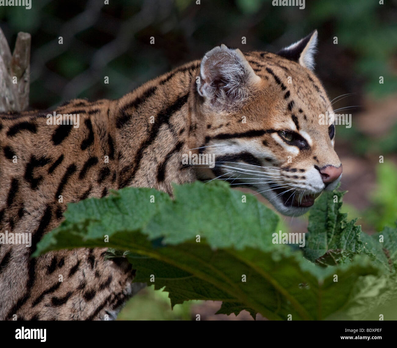 L'Ocelot (leopardus pardalis Photo Stock - Alamy