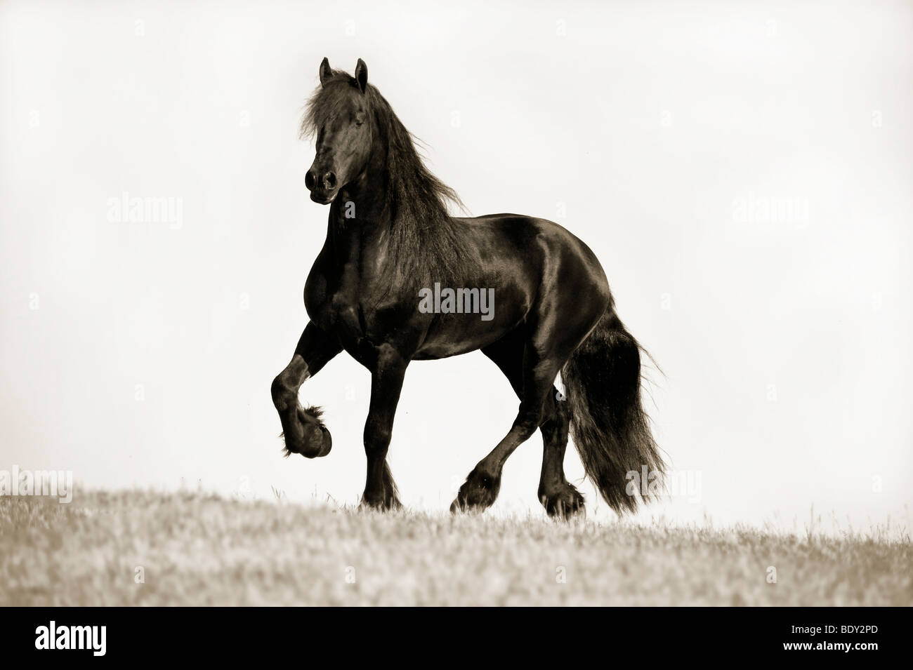 Chevaux frison blanc Banque de photographies et d’images à haute ...