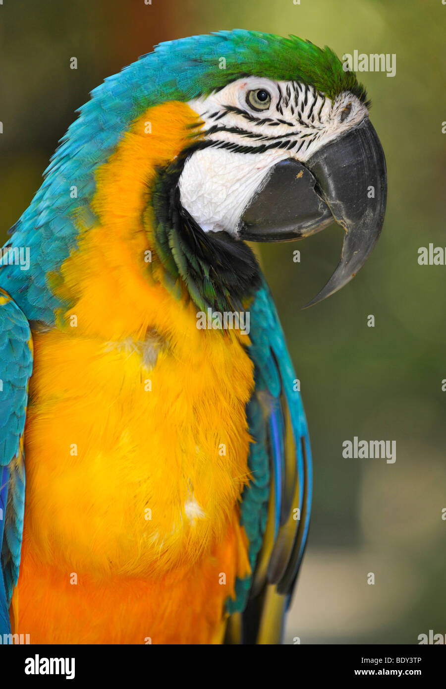 Grand ara vert Banque de photographies et d’images à haute résolution ...