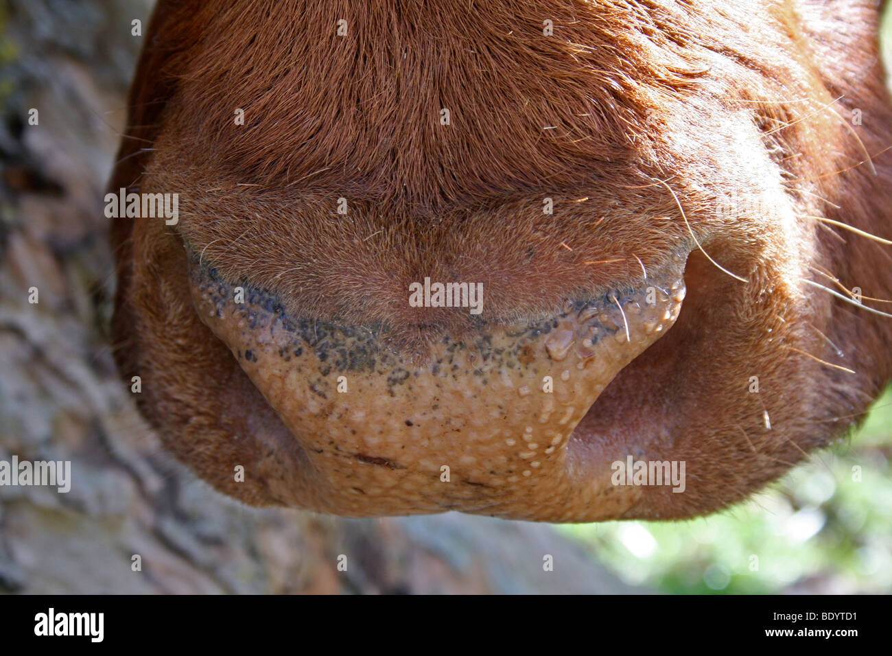 Nez de vache Banque de photographies et d’images à haute résolution - Alamy