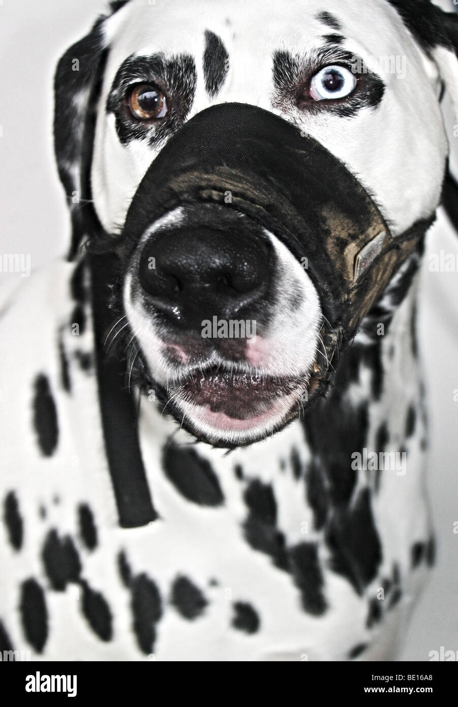 Chiens muselés Banque de photographies et d’images à haute résolution ...